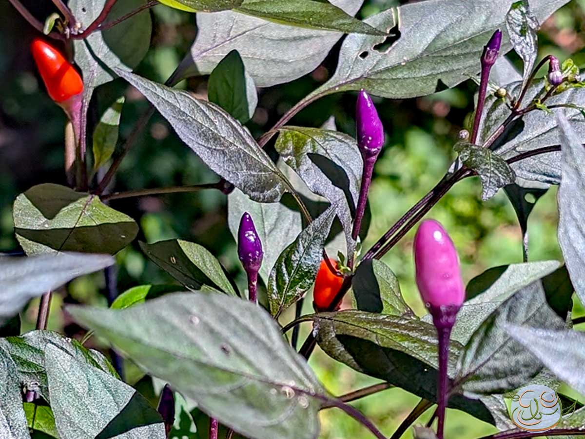 Grandma Kirksey Pepper: Aging with Grace & Color in the Garden ...